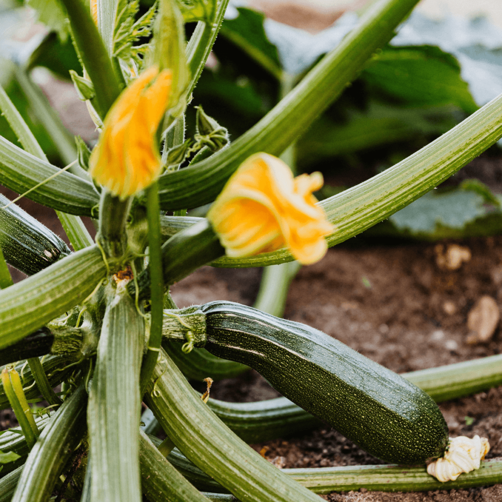 The Simple, Humble Zucchini - The Cape Current