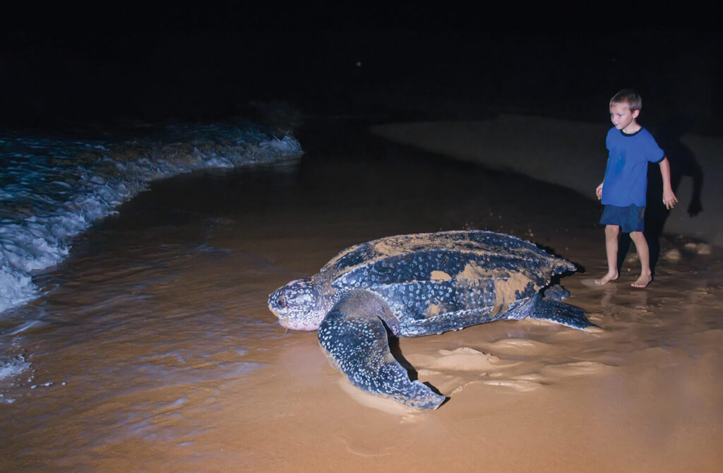 Discover Delaware’s Sea Turtles