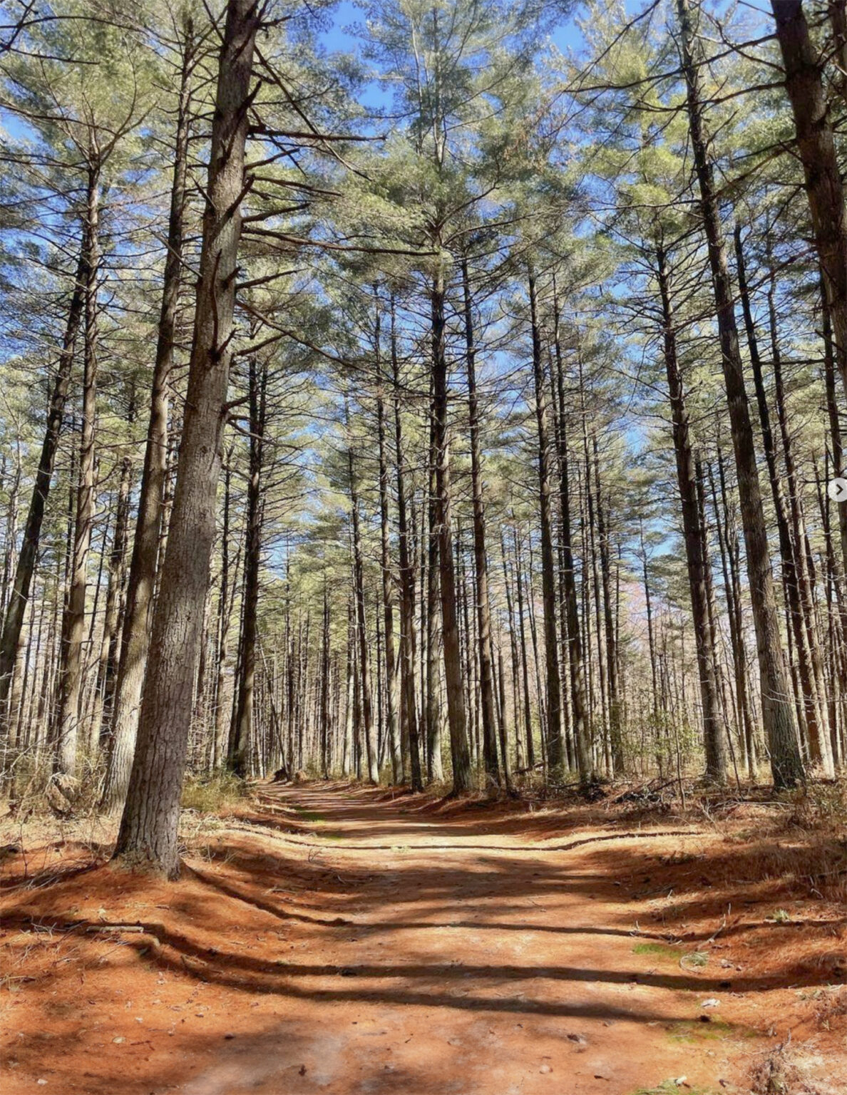 Visit Smokey the Bear at Redden State Forest