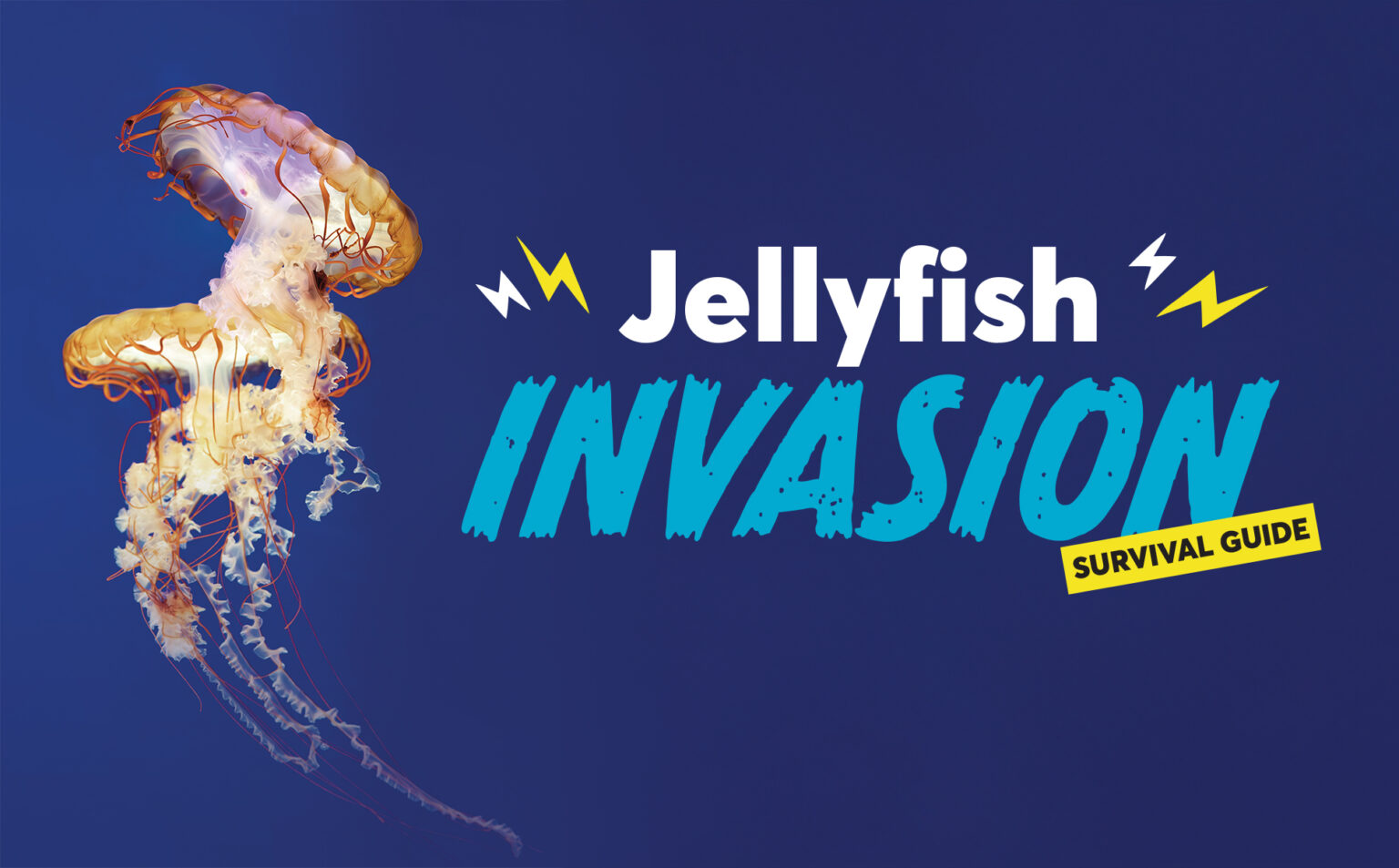 Jellyfish Invasion Survival Guide - The Cape Current